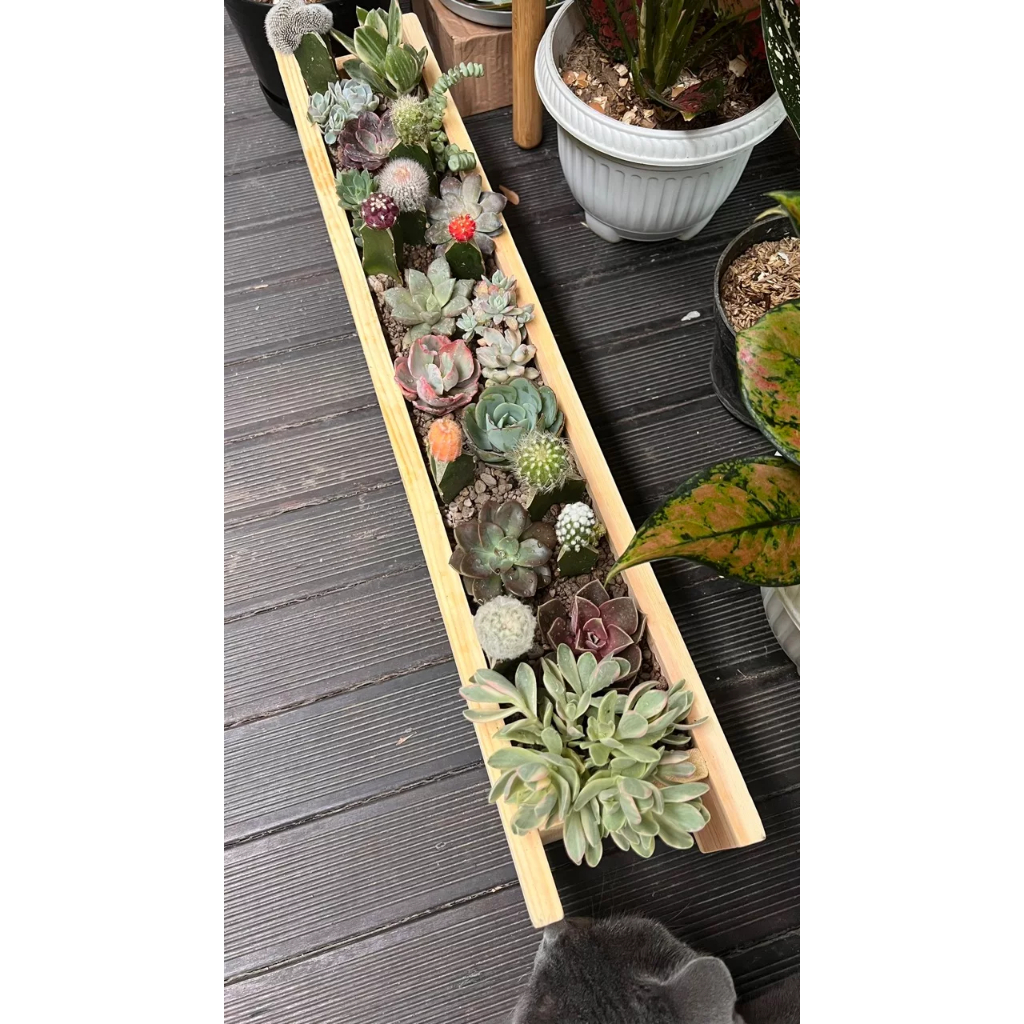 Jual Pot Tanaman Hias Planter Box Pot Sukulen Kaktus Jati Belanda ...