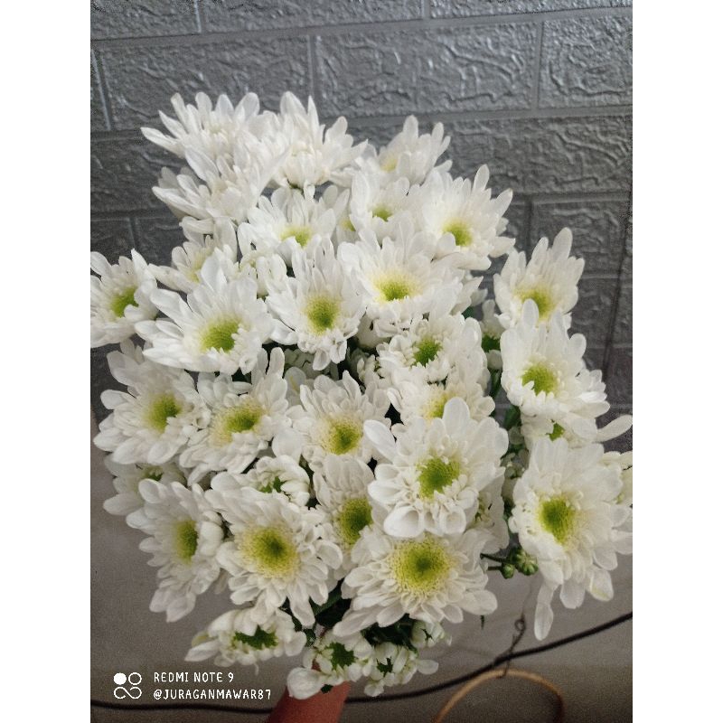Jual Bunga aster Puma putih | Shopee Indonesia