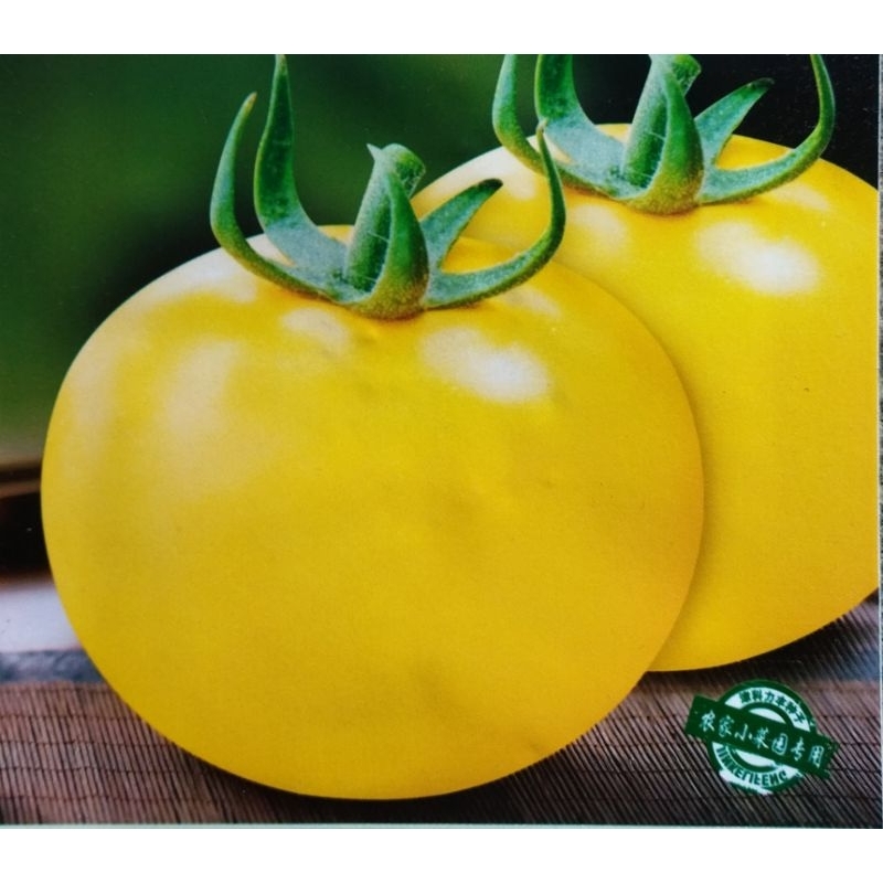 Jual 10 Butir BENIH TOMAT KUNING JUMBO ( Kemasan repack) | Shopee Indonesia
