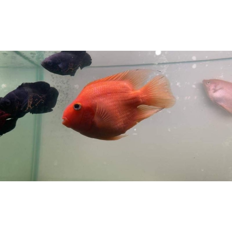 Jual Red Parrot Tank Mate Predator Ikan Hias / Tankmate Louhan | Shopee ...