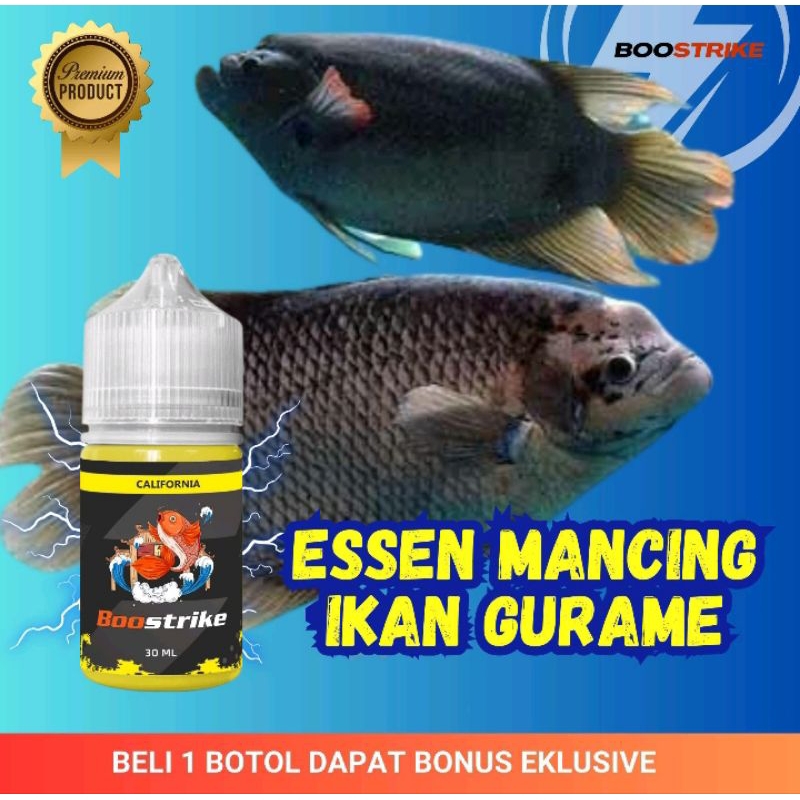 Jual Essen Mancing Ikan Gurame Super Amis Wangi Unggul Semua Medan ...