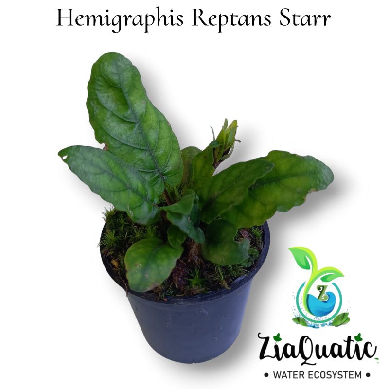 Jual Hemigraphis Reptans Starr - Tanaman Hias Paludarium Terrarium ...