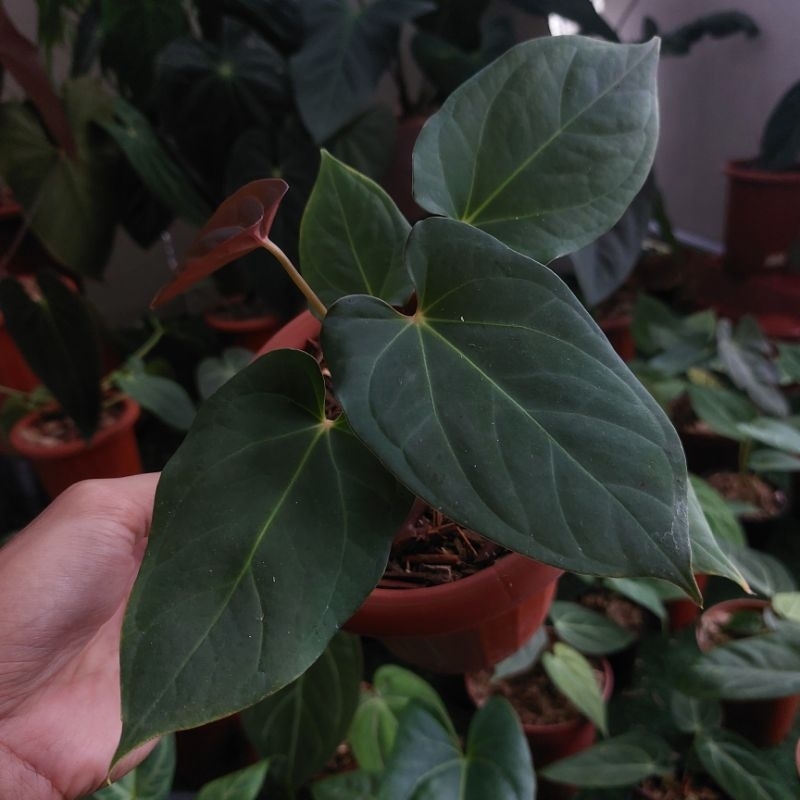 Jual anthurium goliath x RVDP | Shopee Indonesia