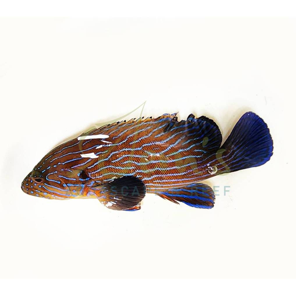 Jual Ikan Air Laut Kerapu Liris Biru (Blue Line Grouper) | Shopee Indonesia