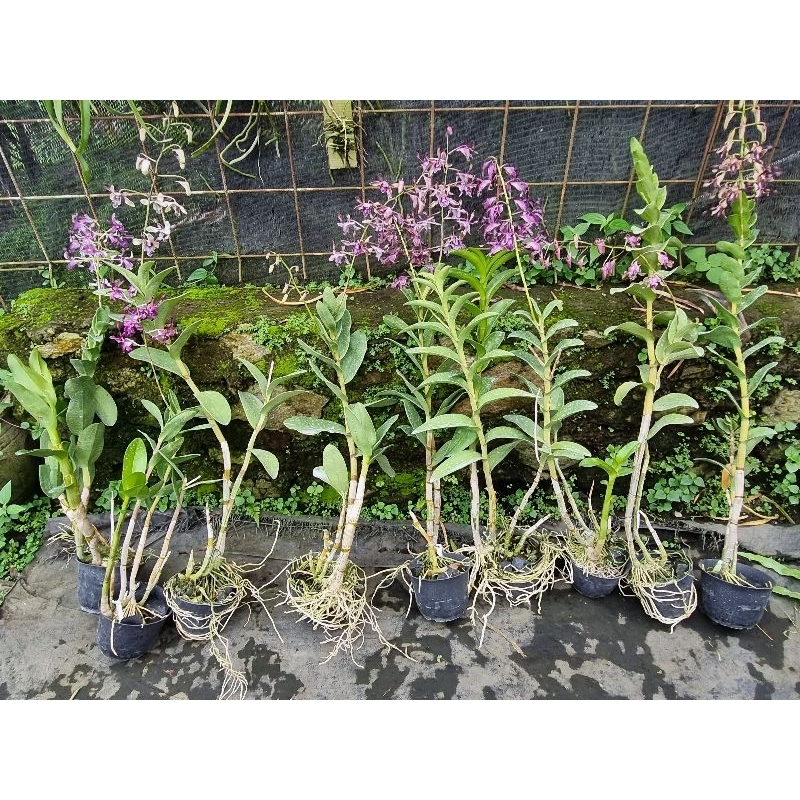 Jual dendrobium bunga dr harga 250 - 400 | Shopee Indonesia