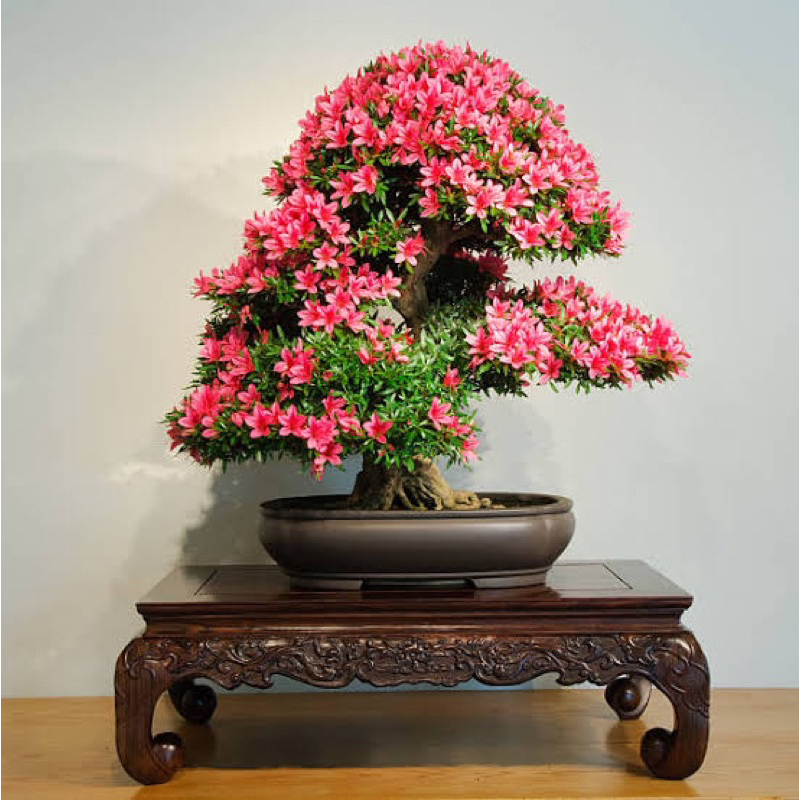 Jual Promo Tanaman Hias Asoka Jambon Varian Warna Bibit Bonsai