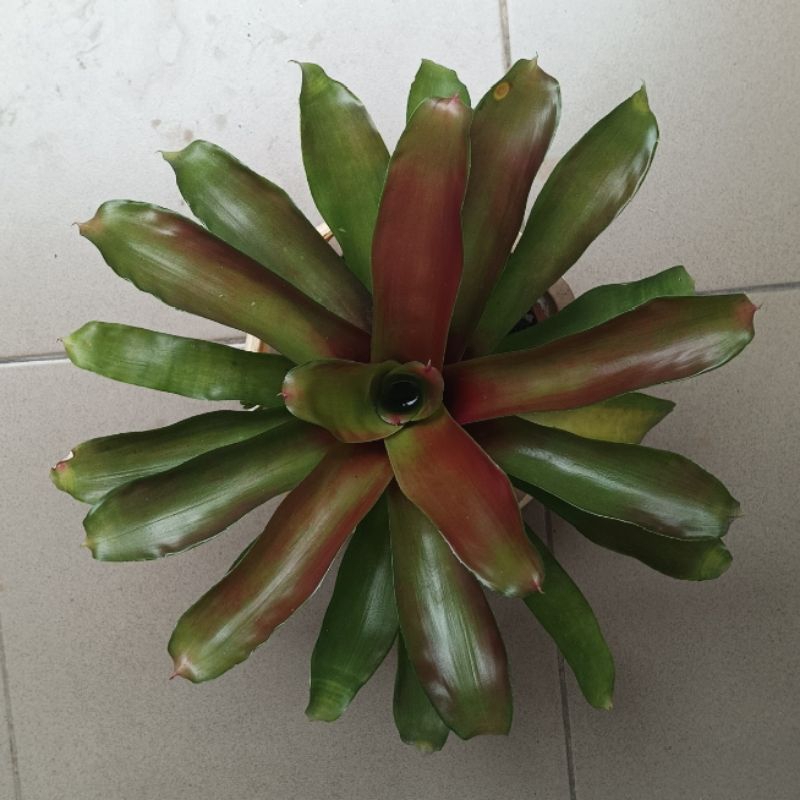 Jual Tanaman Hias Bromelia Mawar 3color tiga warna Hidup Ukuran Besar ...