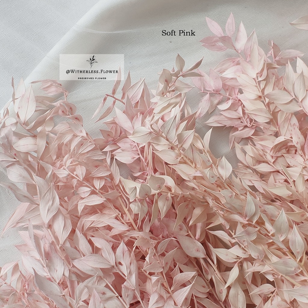 Jual 25 gr Preserved Ruscus Ruskus / Dried Flower Awetan / Bunga Kering ...