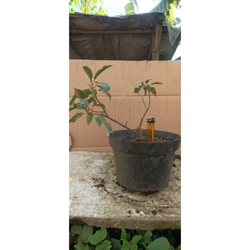 Jual bahan bonsai bunut | Shopee Indonesia