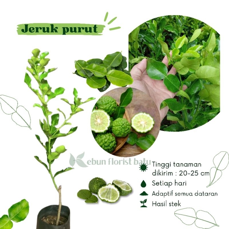 Jual tanaman jeruk purut (daun bumbu memasak) | Shopee Indonesia