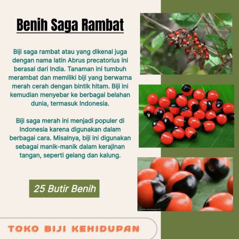 Jual BIJI BENIH SAGA RAMBAT BINTIK HITAM KERAJINAN KOLASE | Shopee ...