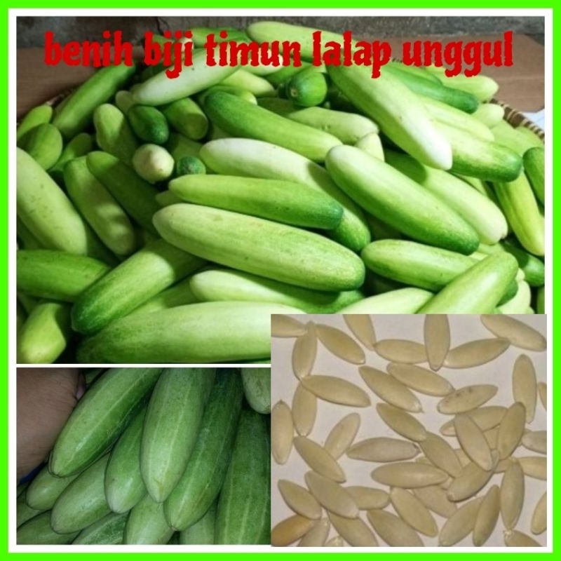 Jual benih biji timun lalap unggul isi ( 200 biji ) | Shopee Indonesia