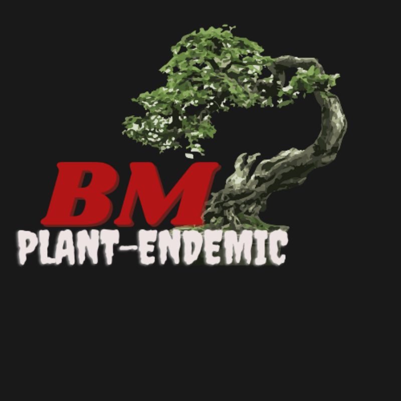 Jual bonsai pusaka micro dan dolar iprik istimewa | Shopee Indonesia