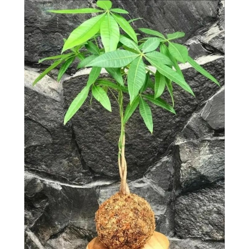 Jual tanaman pachira kepang tiga - money tree - pachira | Shopee Indonesia