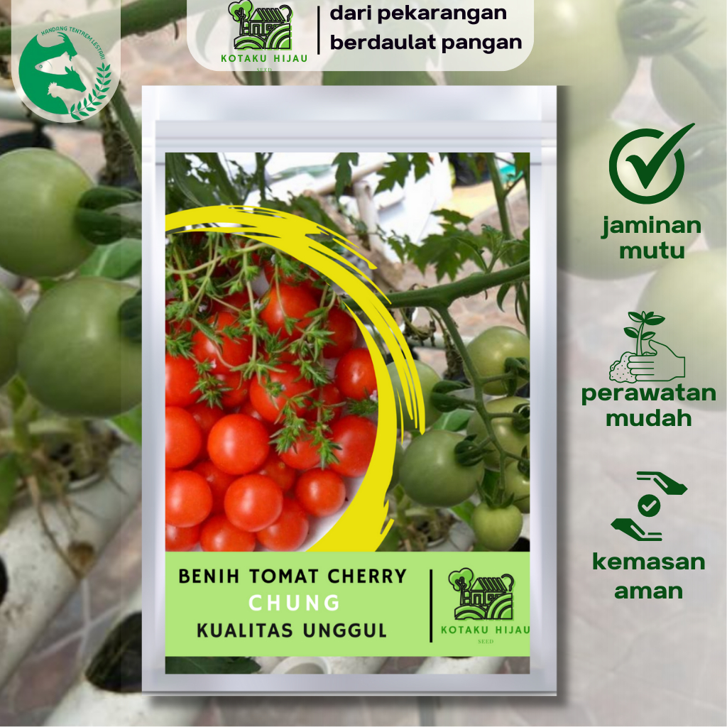 Jual Benih Tomat Cherry Chung 300 Biji Kotaku Hijau rampai ceri ...