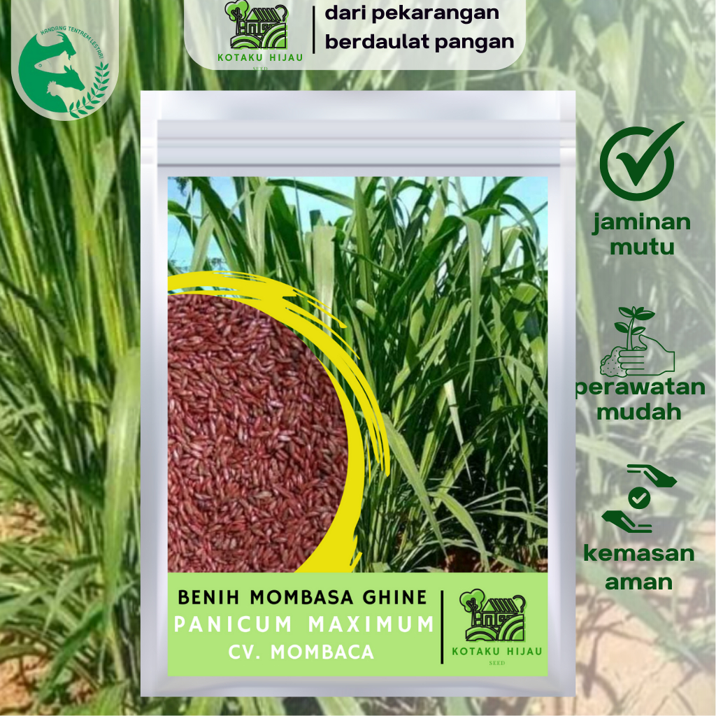 Jual Benih Rumput Mombasa Ghine 1000 Biji Kotaku Hijau Mombaca Panicum Maximum | Shopee Indonesia