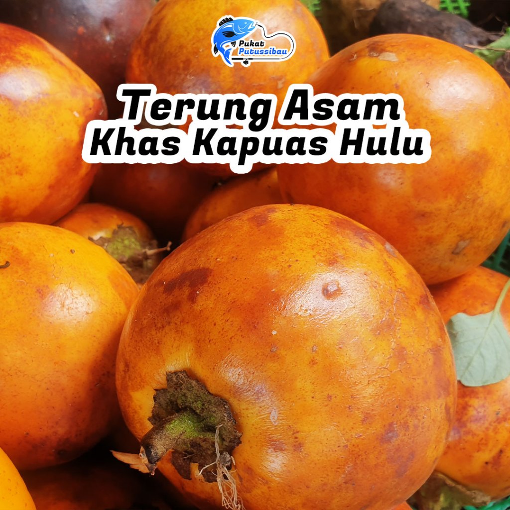 Jual Terung Asam Khas Suku Dayak Putussibau, Kapuas Hulu, Kalimantan ...