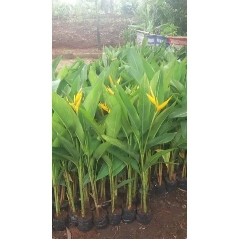 Jual PAKET 10 polybag tanaman pisang helyconia bunga kuning | Shopee ...