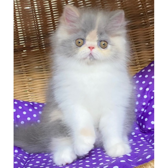 Jual kitten persia peaknose betina non ped ( PO ) | Shopee Indonesia