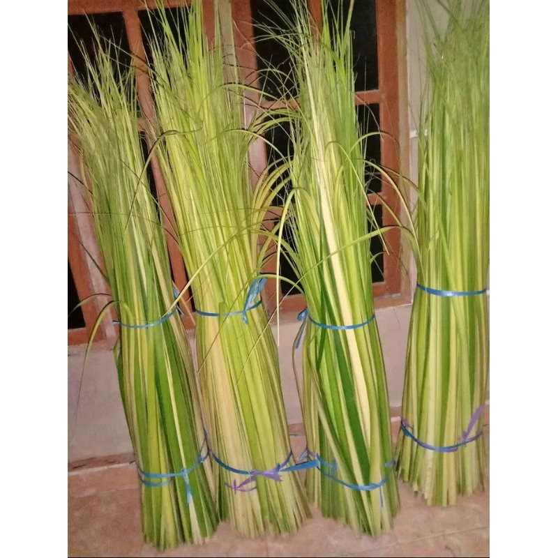 Jual JANUR KUNING DAUN KELAPA MUDA (50 PCS) BACA DESKRIPSI DENGAN ...