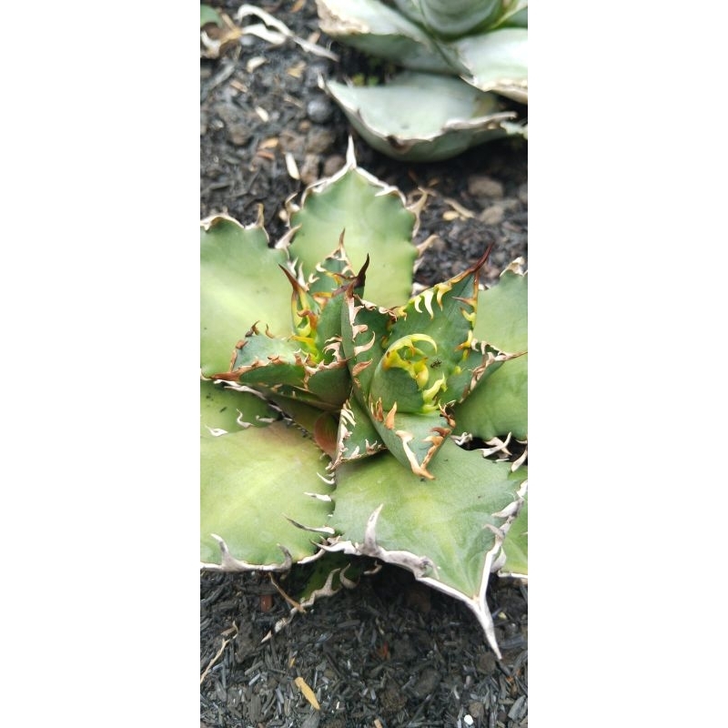 Jual agave titanota red catweazle | Shopee Indonesia