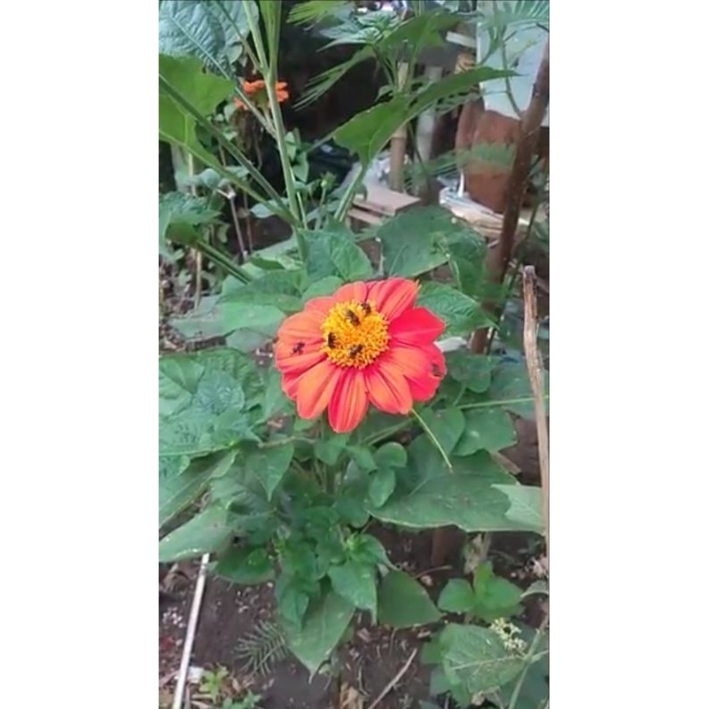 Jual MATAHARI MEXICO / 50 BIJI BUNGA MATAHARI MEKSIKO | Shopee Indonesia