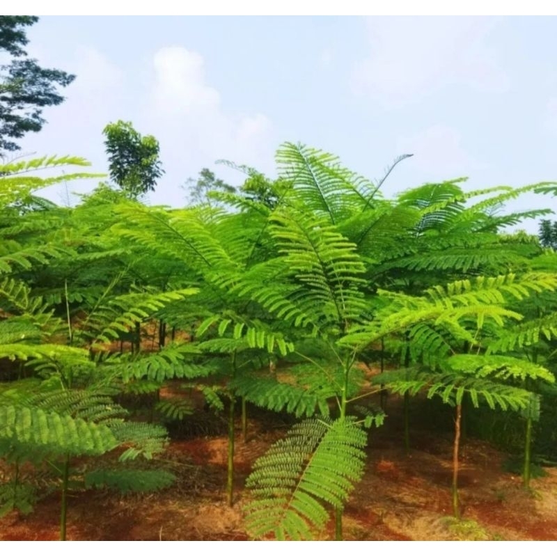 Jual Pohon pakis brazil - solobium tinggi 80-100cm | Shopee Indonesia