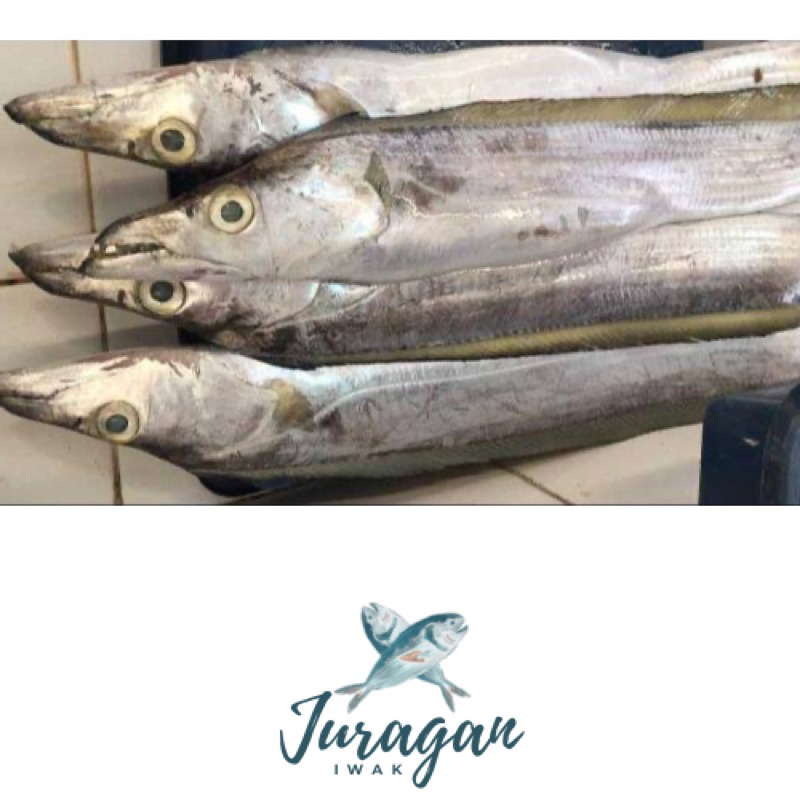 Jual Ikan Layur (1 kg dan 500 gr) | Shopee Indonesia