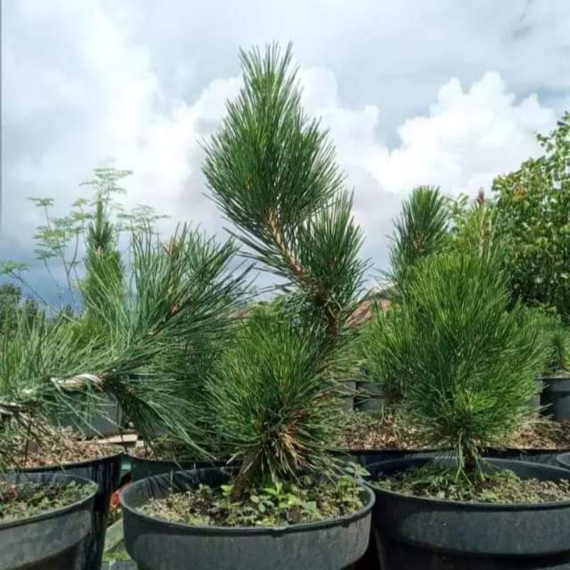 Jual Bahan Bonsai Pinus Jepang Black Pine Impor Batang Besar | Shopee ...