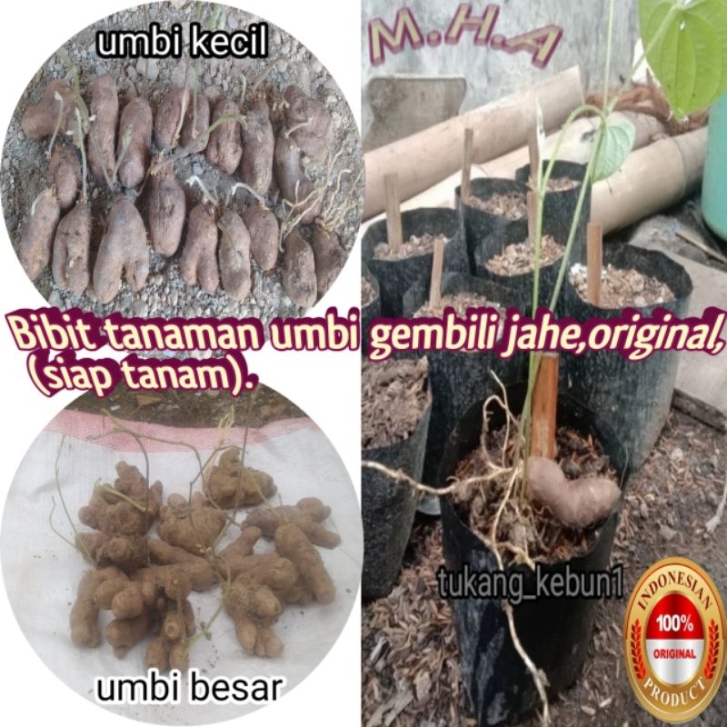 Jual Bibit tanaman gembolo/gembili jahe,siap semai. | Shopee Indonesia