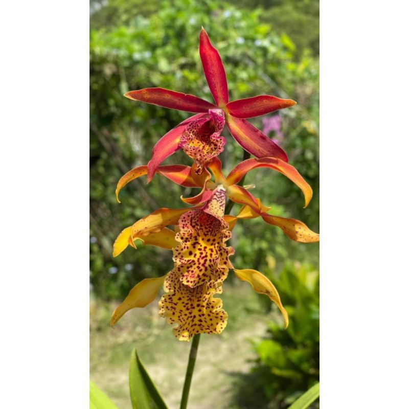 Jual Cattleya Frances Fox (spike) | Shopee Indonesia