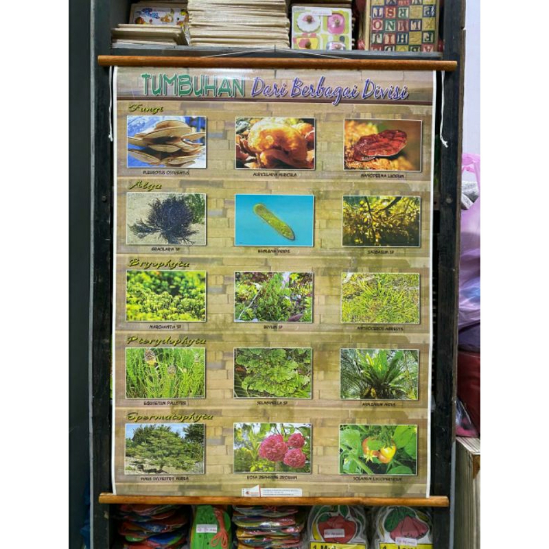 Jual SaranaPeraga - Carta Poster Gambar Tumbuhan Dari Berbagai Divisi ...