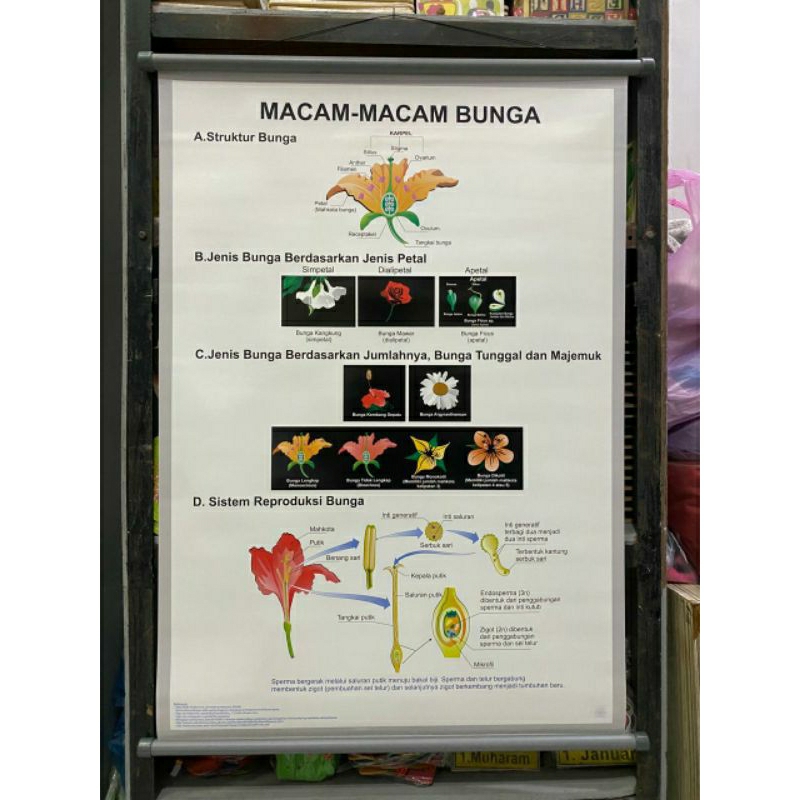Jual SaranaPeraga - Carta Poster Gambar Macam Macam Bunga / Carta Alat ...