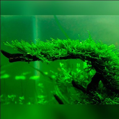 Jual Java Moss - Full Air - Tanaman Aquascape - Tanaman Aquarium - Neon Aquatic | Shopee Indonesia