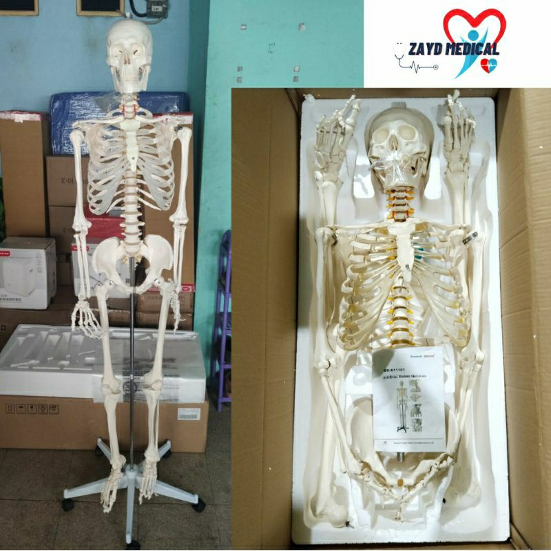 Jual phantom/ manikin/ manekin kerangka tengkorak GD/A11101 | Shopee ...