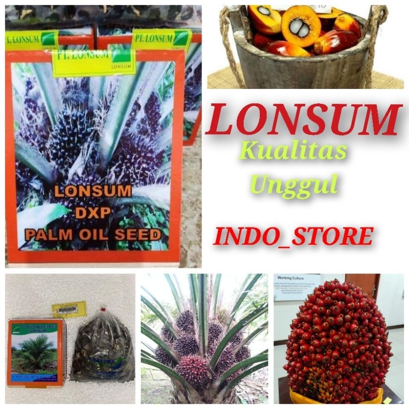 Jual Bibit Benih Kecambah Kelapa Sawit DXP LONSUM unggul ( 250 butir ...