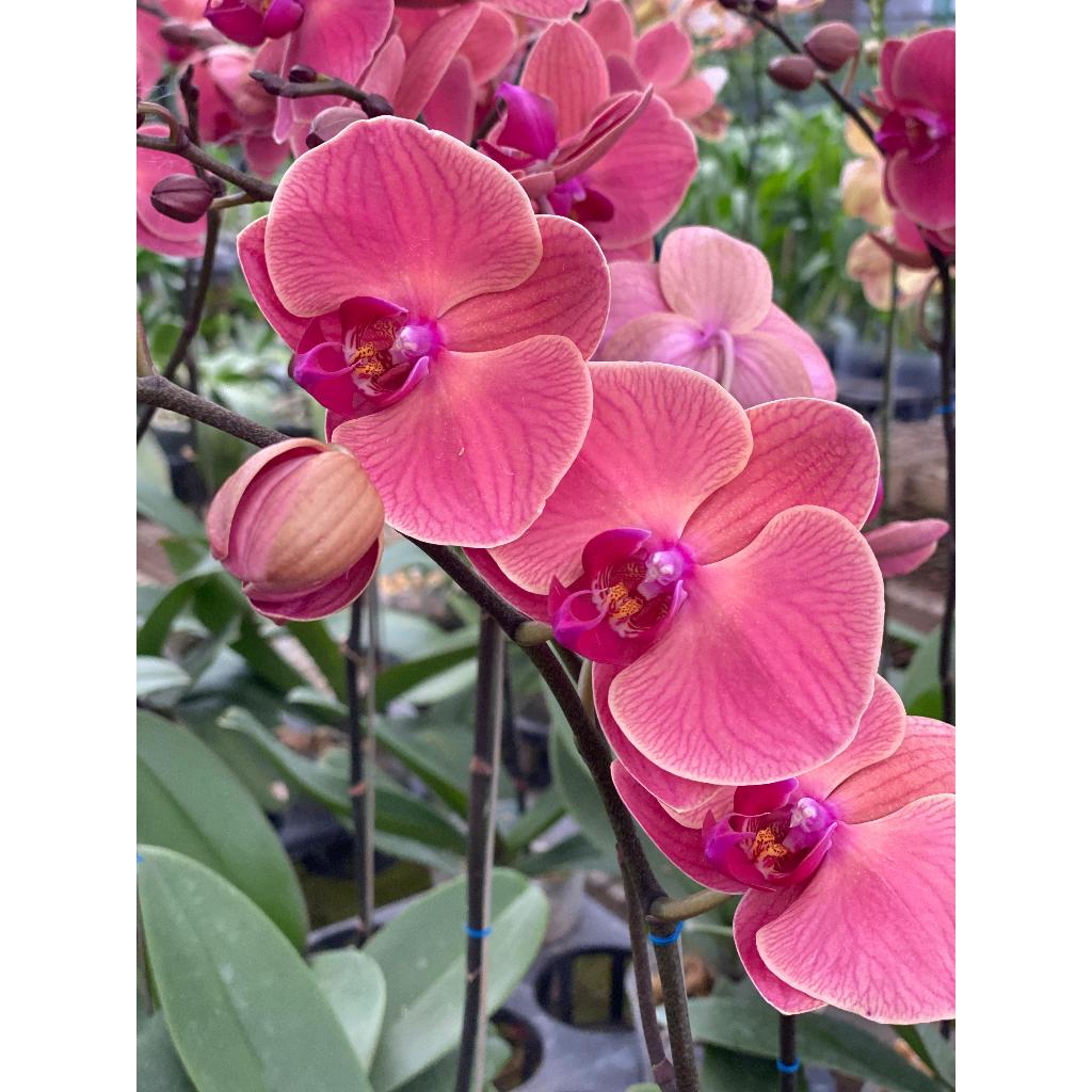 Jual ANGGREK BULAN MINI/MEDIUM | Shopee Indonesia