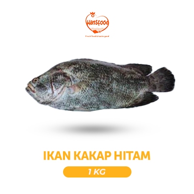 Jual Daging Ikan Kakap Hitam Potong (tanpa Kepala) | Shopee Indonesia