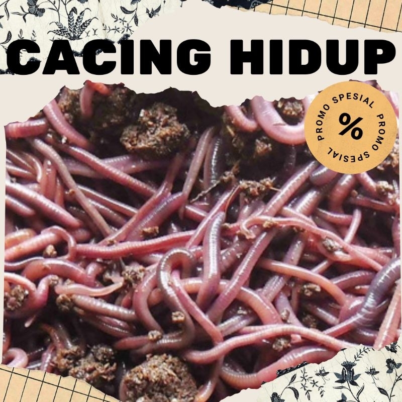 Jual Cacing Tanah Anc Hidup Khusus Bandung / pakan ikan / pakan burung ...