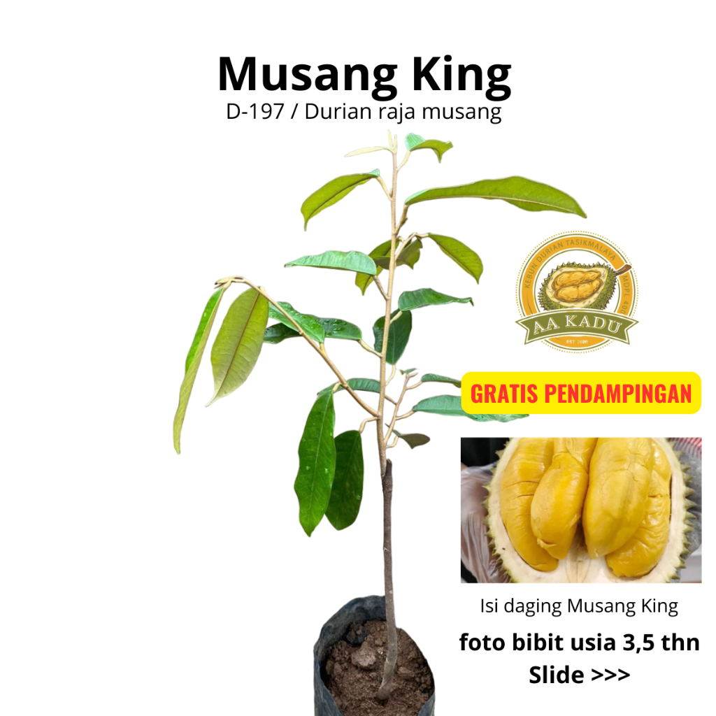 Jual Bibit Durian Musang King D-197 Premium Daging Tebal Manis OkuLasi Tersertifikasi Daya Hidup ...