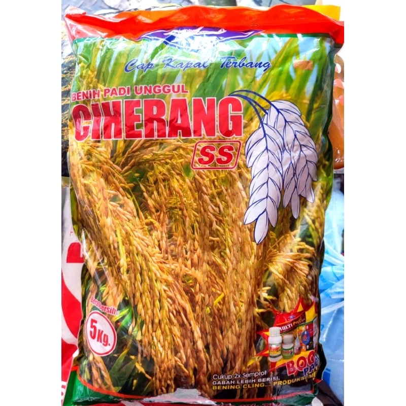 Jual CIHERANG SS BENIH PADI UNGGUL CAP KAPAL TERBANG BISI KEMASAN 5 KG | Shopee Indonesia