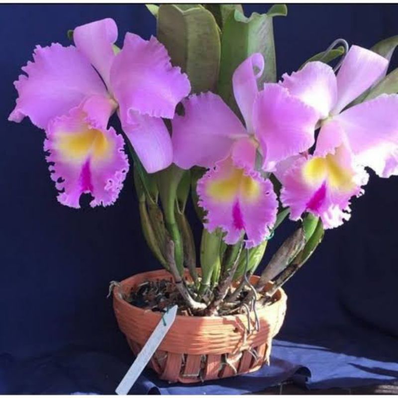 Jual Tanaman Hias Bunga Anggrek Spesies Cattleya Mantini | Shopee Indonesia