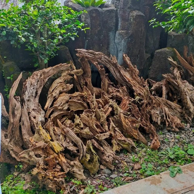 Jual kayu rentek murah - hiasan aquarium - aquascape | Shopee Indonesia