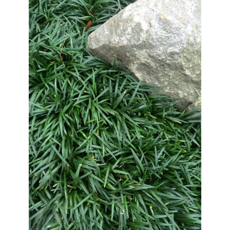 Jual TANAMAN HIAS RUMPUT KUCAI MINI HIJAU - TANAMAN HIAS UNTUK TAMAN ...