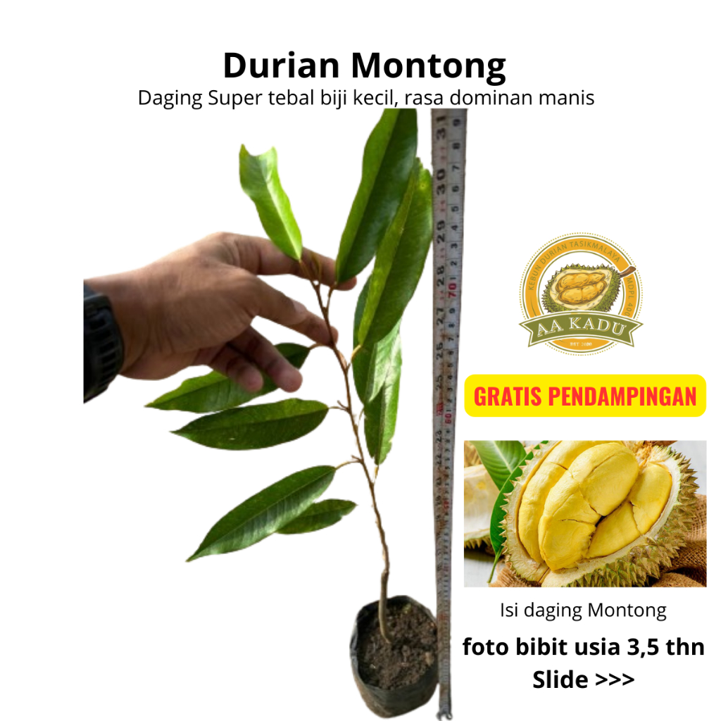 Jual Bibit Durian Montong Premium Daging Tebal Manis OkuLasi Tersertifikasi Daya Hidup Tinggi ...