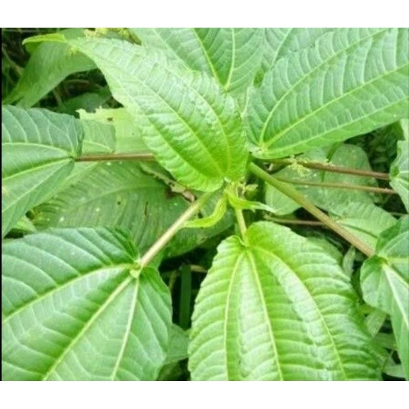 Jual SAYUR DAUN POHPOHAN PER 3 IKAT / SAYUR LALAPAN / JAMIN SEGAR ...