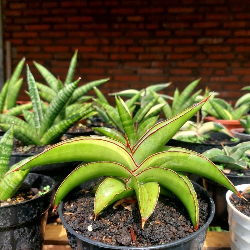 Jual tanaman hias sanseviera ROBUSTA DWARF VARIGATA (big size ...