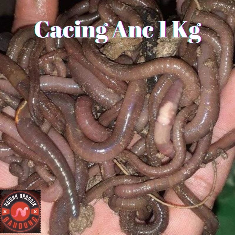 Jual Cacing Anc Merah 1 Kg Khusus Bandung | Shopee Indonesia