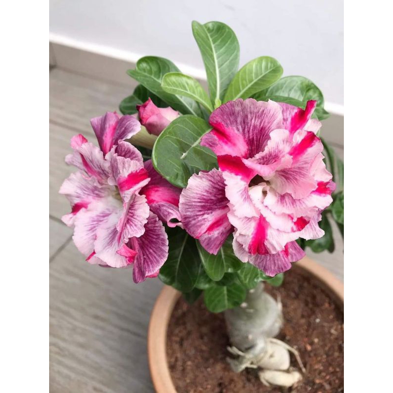 Jual Bibit Bunga Kamboja Adenium Lembayung - Tanaman Hias Hidup-Bunga ...