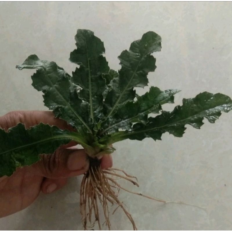 Jual daun tapak liman 300gram | Shopee Indonesia
